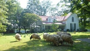 Um grupo de ovelhas pastando em uma área gramada, com uma casa ao fundo.