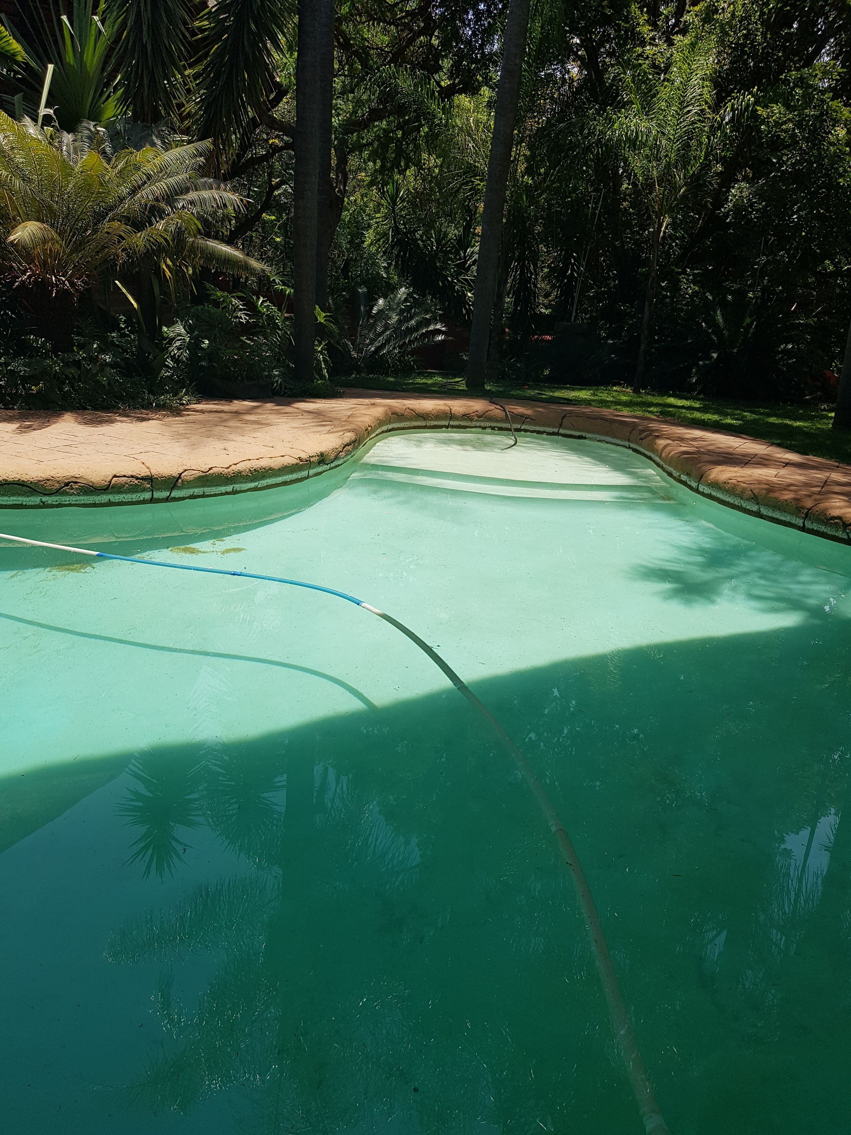 Piscina com borda curva, rodeada por vegetação exuberante e árvores.