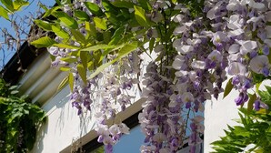 Fachada de prédio com porta decorativa e flores roxas penduradas.