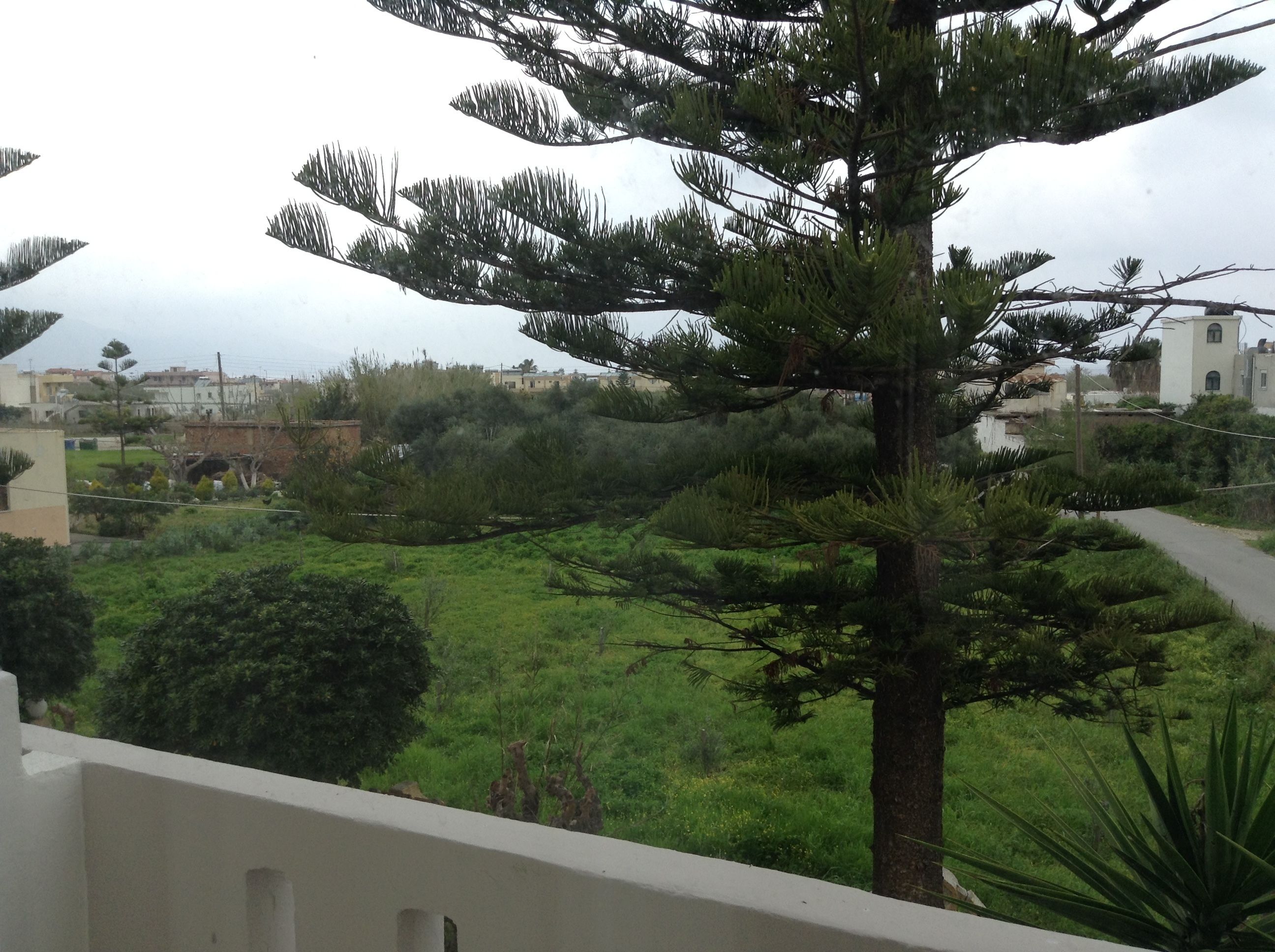 Uma área residencial com uma grande árvore em primeiro plano, um campo gramado e edifícios ao fundo.