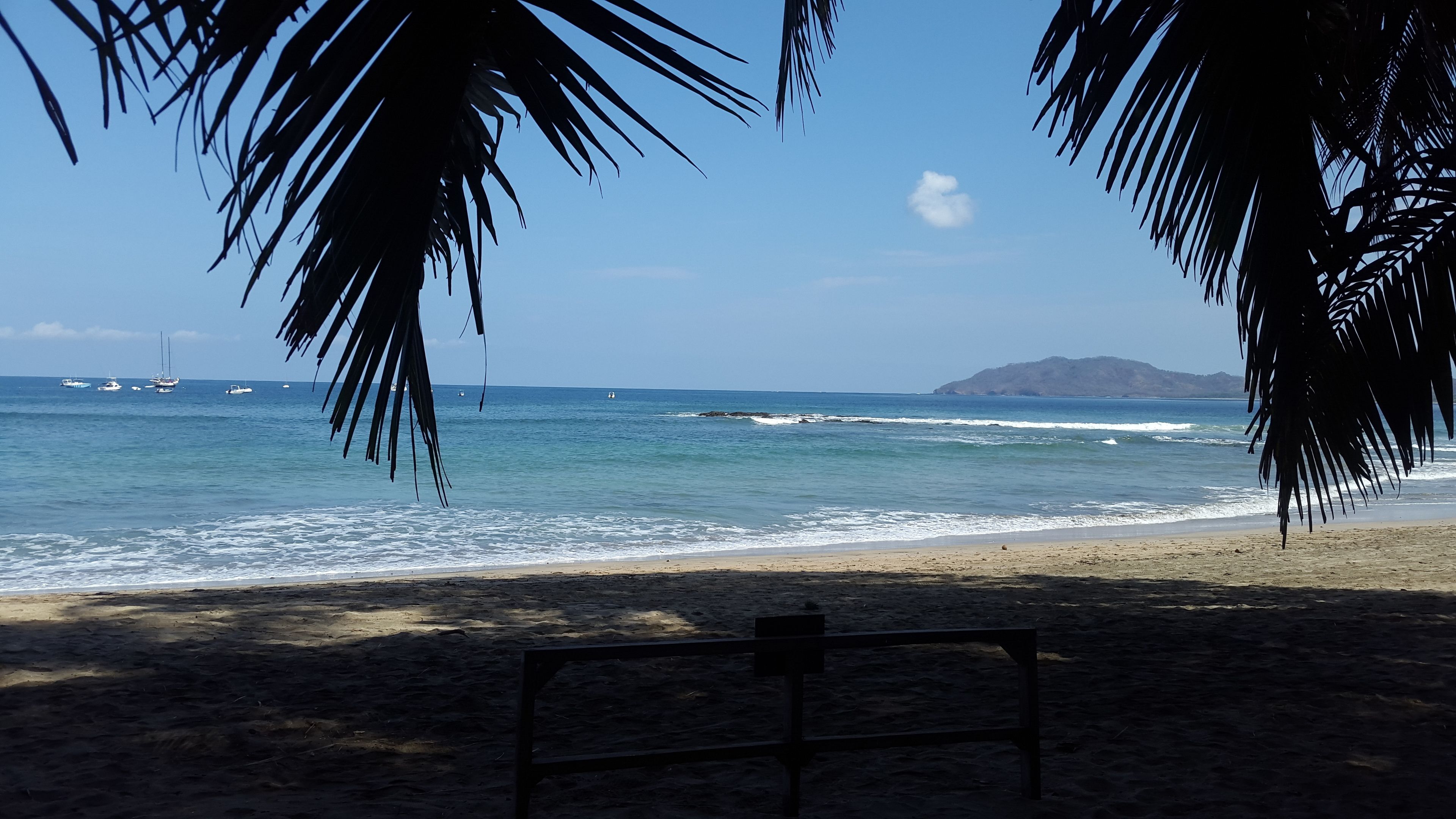 Uma praia com um banco e palmeiras.