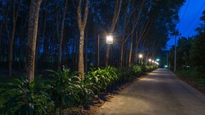 Um caminho bordeado por árvores e iluminado por postes.