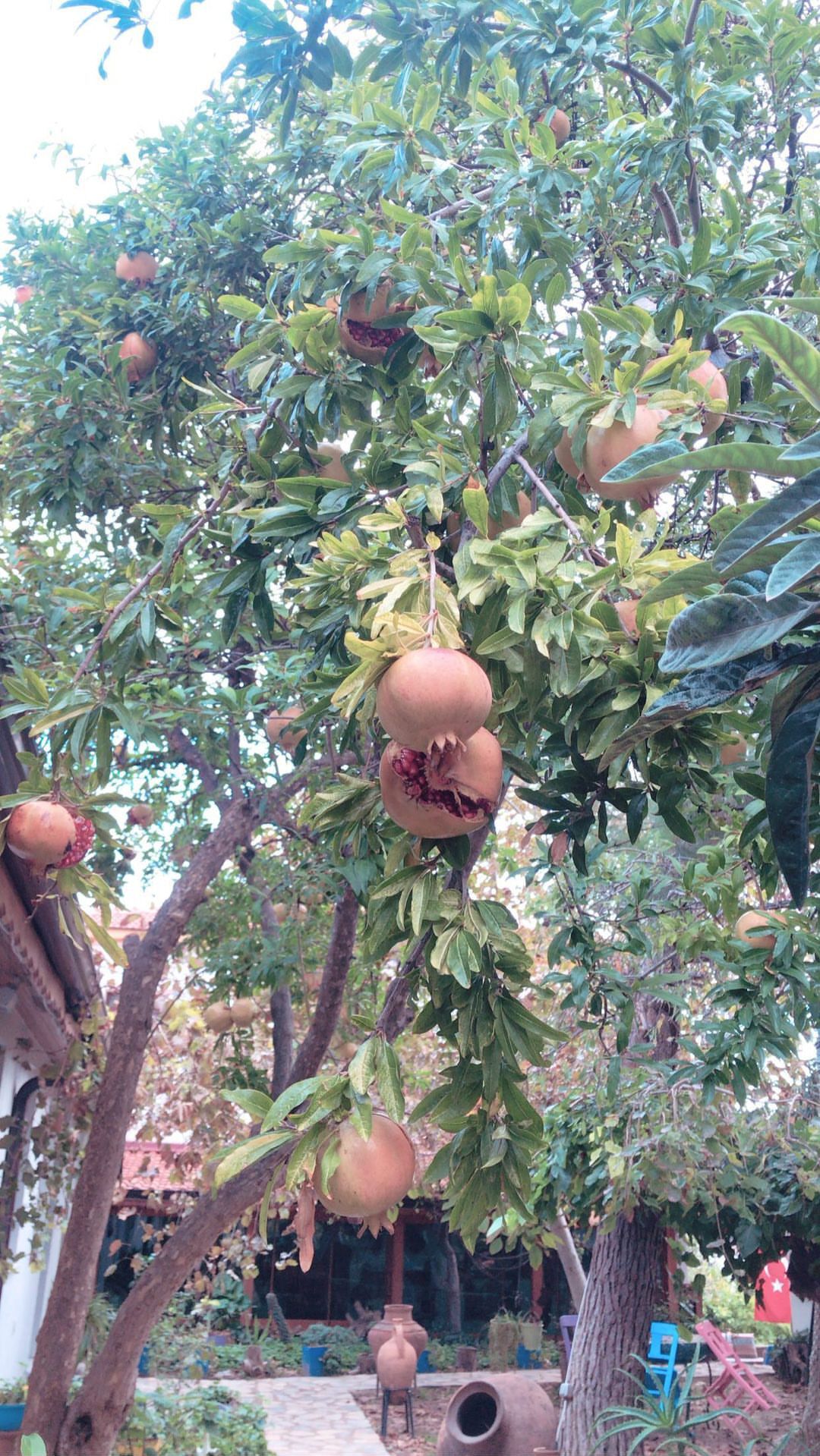 Uma romãzeira com várias frutas maduras penduradas em seus galhos em um jardim.