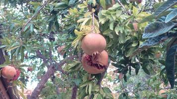 Uma romãzeira com várias frutas maduras penduradas em seus galhos em um jardim.