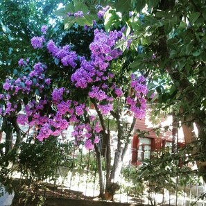 Jardim