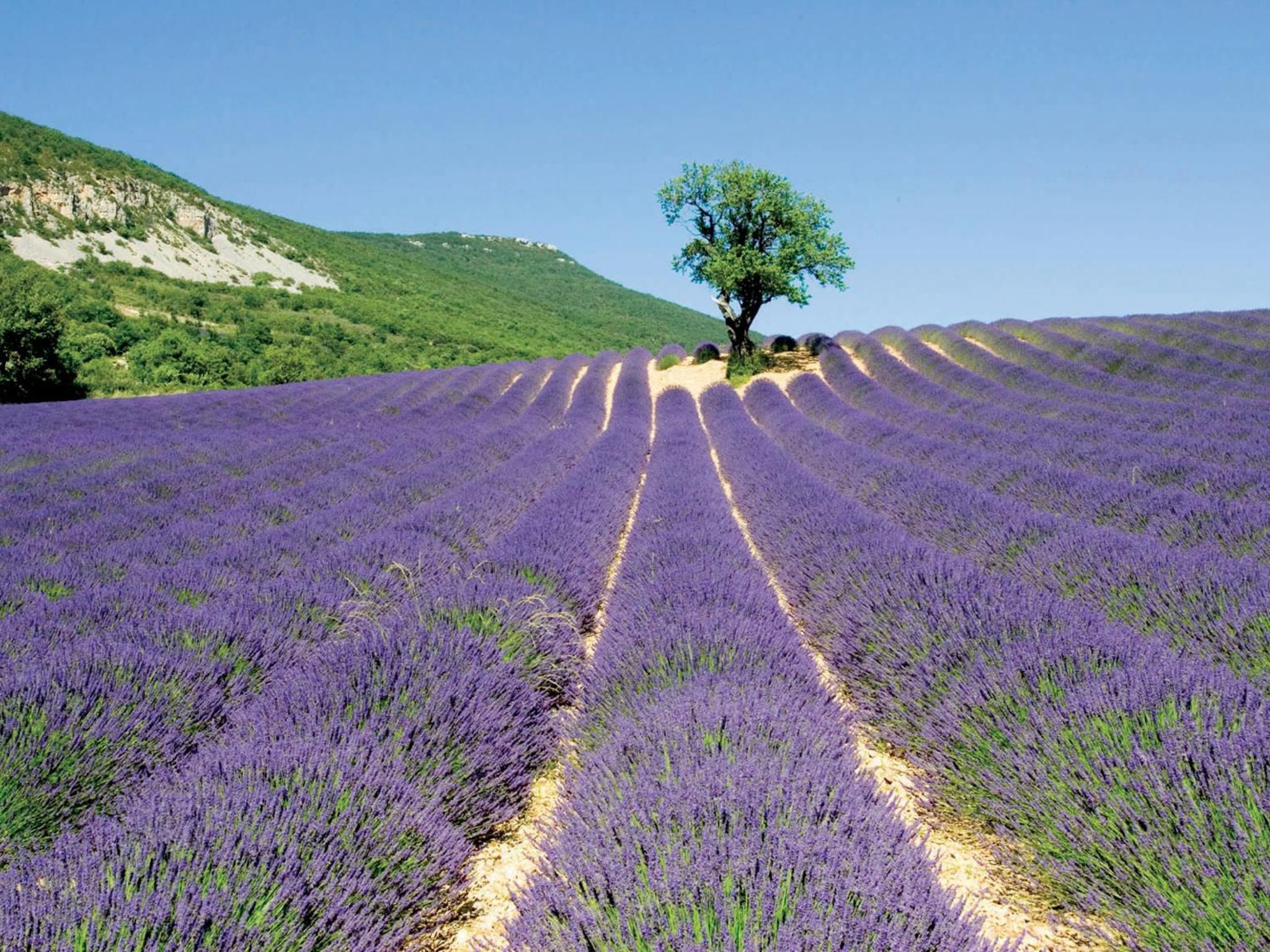 Um campo de lavanda com uma única árvore ao centro, rodeado por colinas ondulantes.