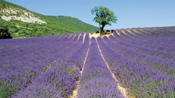 Um campo de lavanda com uma única árvore ao centro, rodeado por colinas ondulantes.