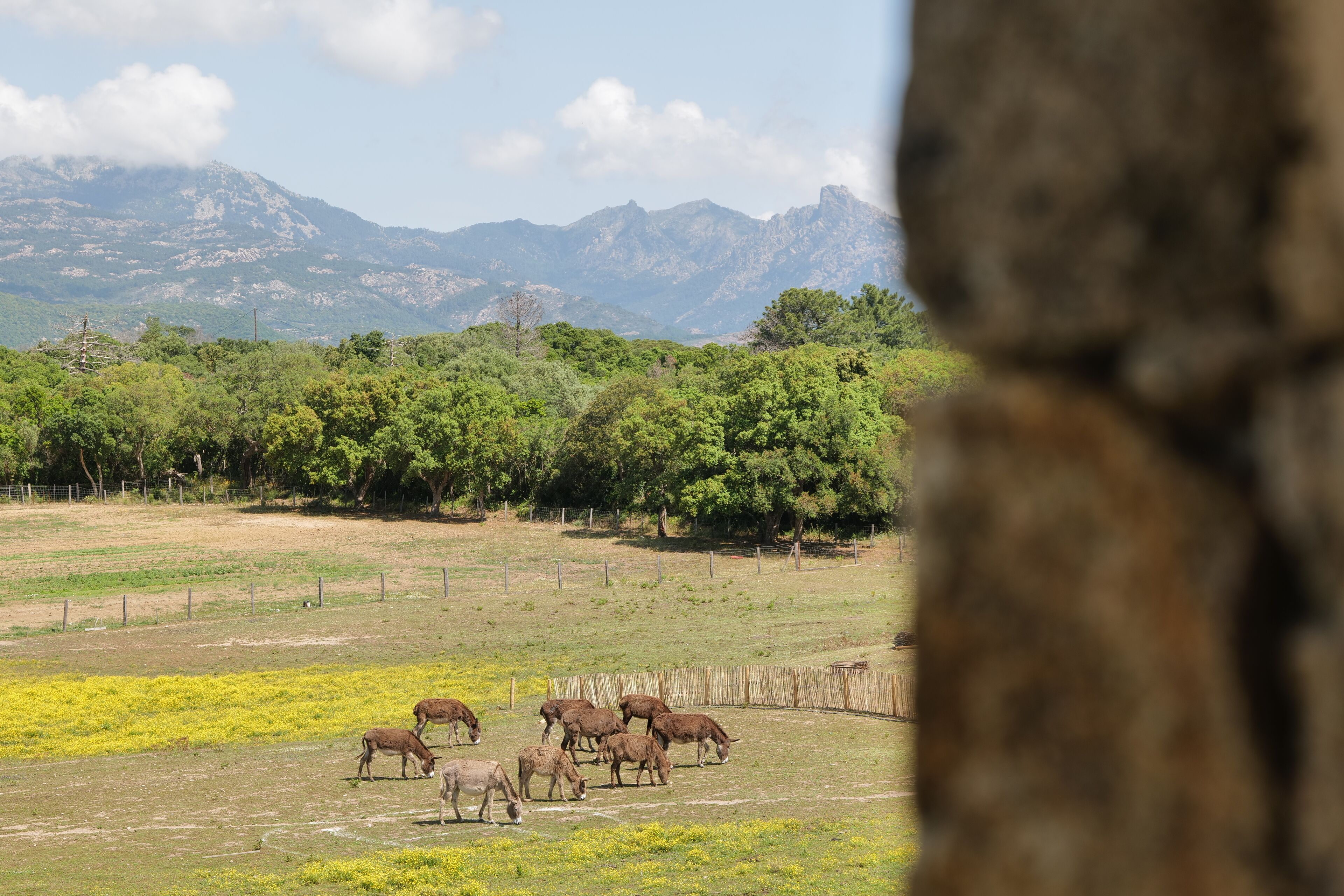 Paisagem rural com um rebanho de gado pastando em um campo, rodeado por árvores e montanhas ao fundo.