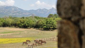 Paisagem rural com um rebanho de gado pastando em um campo, rodeado por árvores e montanhas ao fundo.