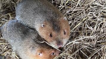 Dois animais descansando em um espaço forrado com palha.