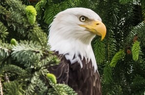 Comodidade do alojamento