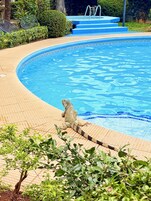 Piscina exterior 