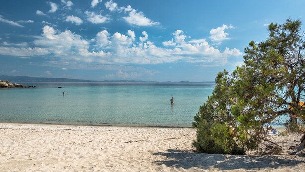 Uma praia com águas turquesa cristalinas, areal arenoso e um pinheiro ao primeiro plano.