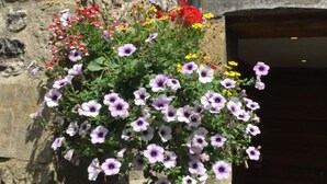 Cesto de flores pendurado com flores roxas, vermelhas e amarelas em frente a uma parede de pedra.