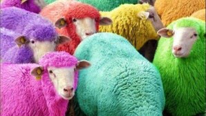Um grupo de ovelhas com cores diversas.