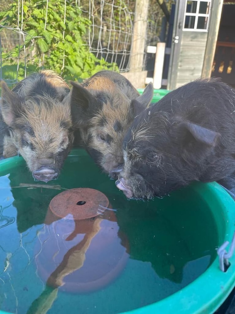 Willow Court Farm - Berkshire