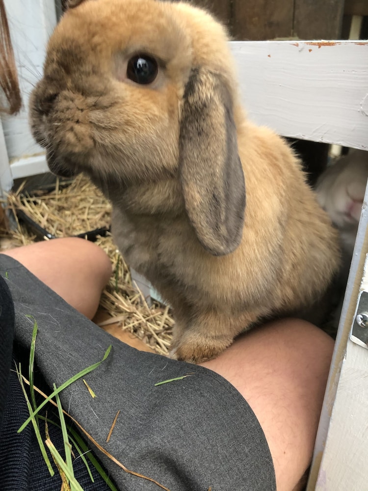 Willow Court Farm - Windsor