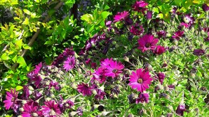 Um jardim com folhagem verde densa e cachos de flores roxas.