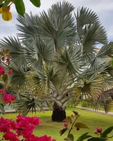 Jardim