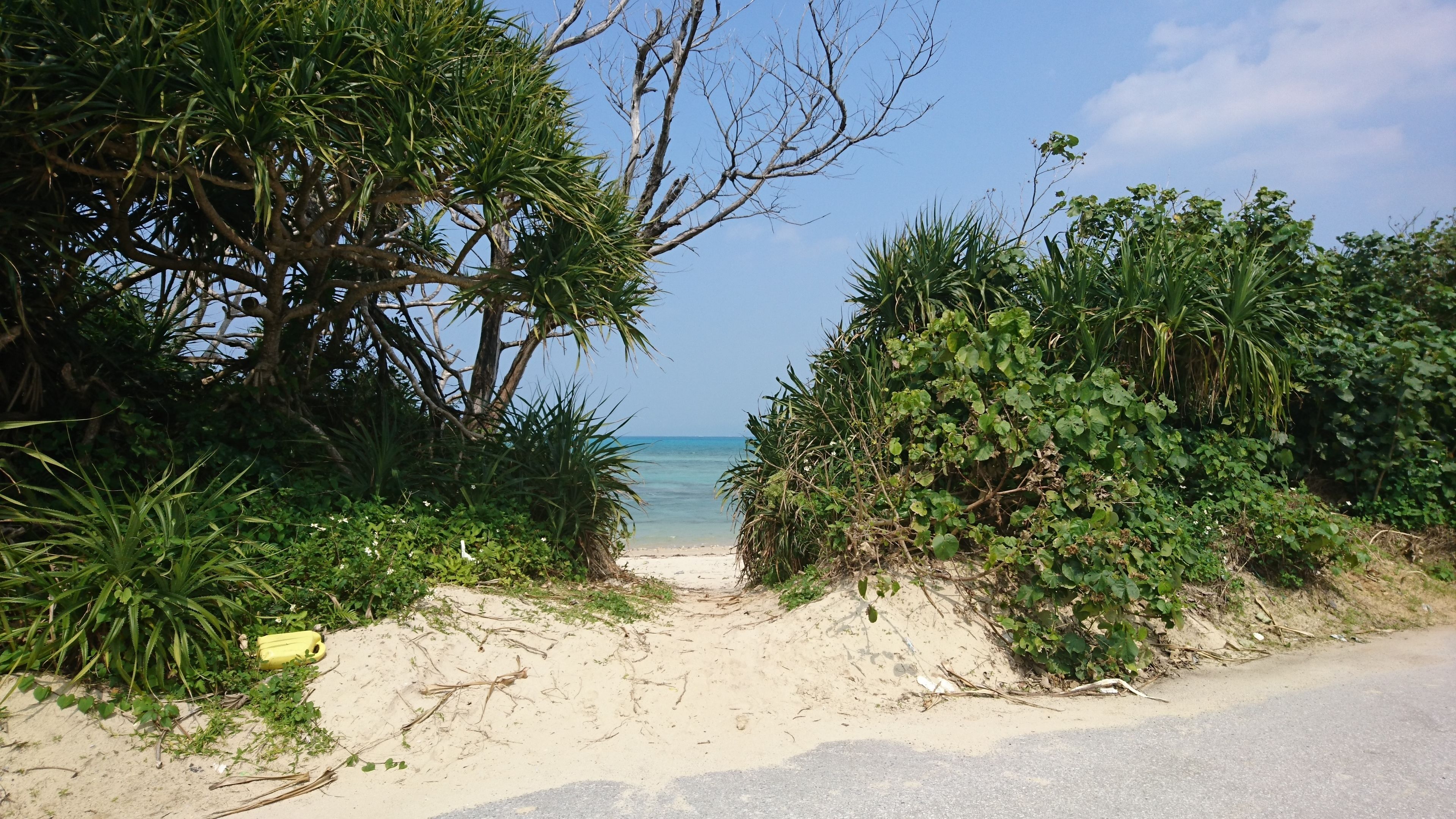 Uma praia com um caminho de areia que leva à água, cercada por vegetação densa e árvores.