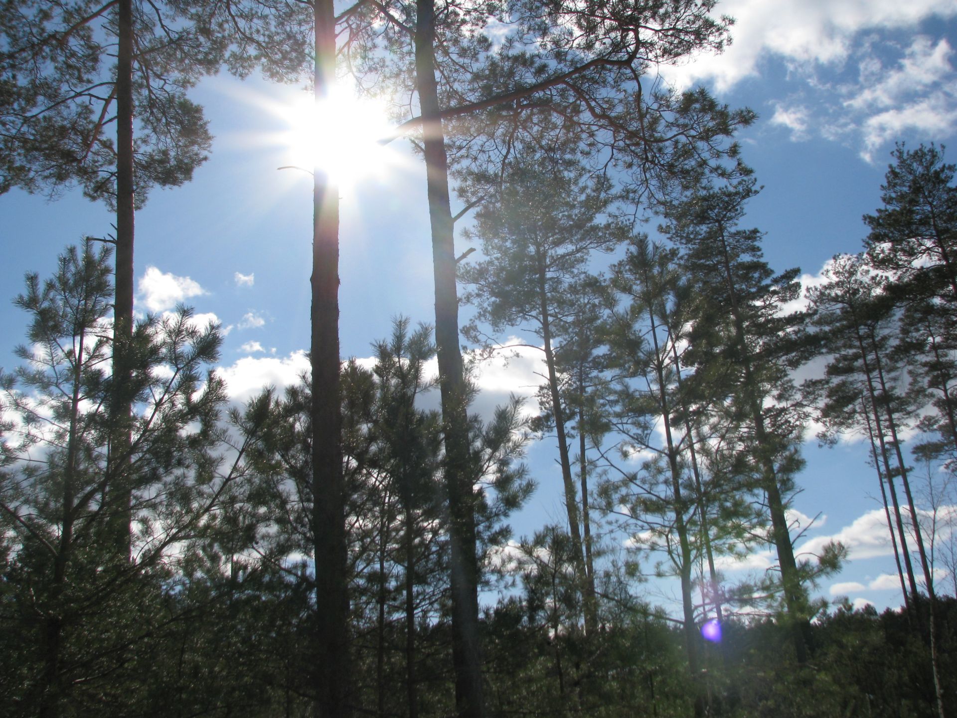 Uma floresta com árvores altas e luz solar filtrando-se pela copa.