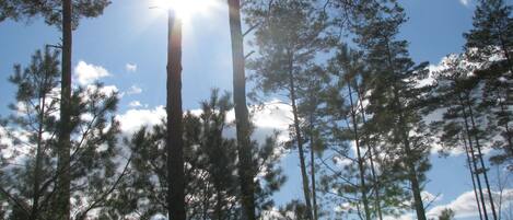 Uma floresta com árvores altas e luz solar filtrando-se pela copa.