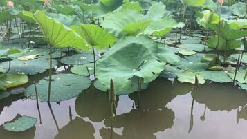 Lago