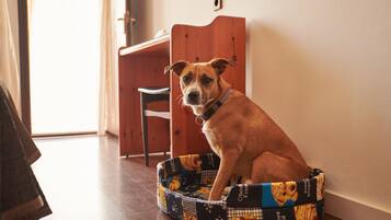 Um cão sentado em uma cama de animal de estimação estampada ao lado de uma cadeira de madeira e uma escrivaninha em um quarto com piso de madeira.