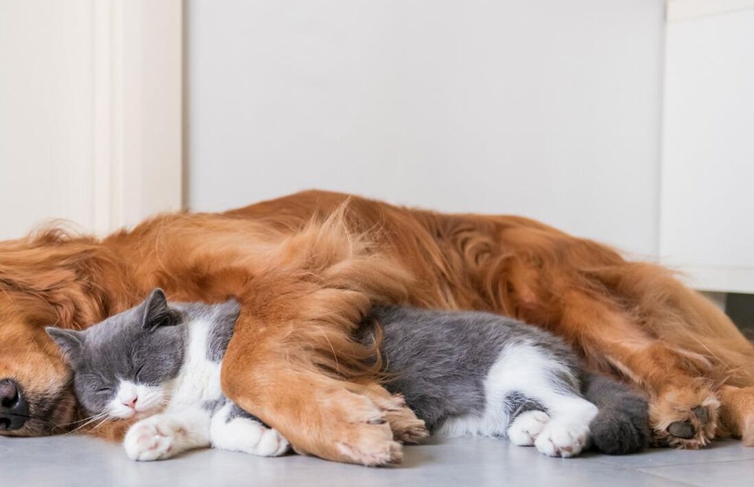 Um cão e duas gatas dormindo juntos em um chão de azulejos.