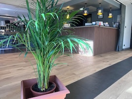 Uma área de recepção com planta em vaso, piso de madeira e balcão com computador e quadros.