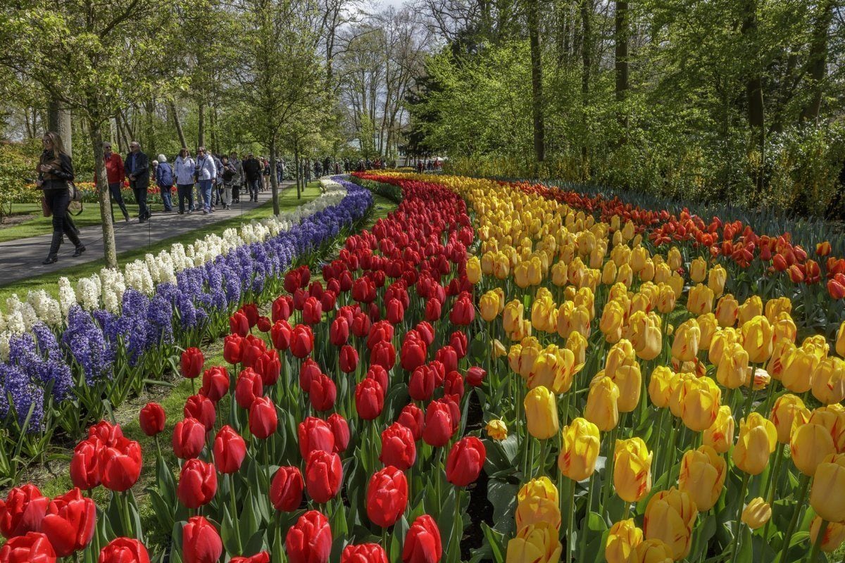 Um jardim com fileiras de tulipas e outras flores, um caminho e pessoas caminhando.