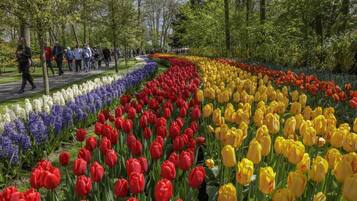 Um jardim com fileiras de tulipas e outras flores, um caminho e pessoas caminhando.