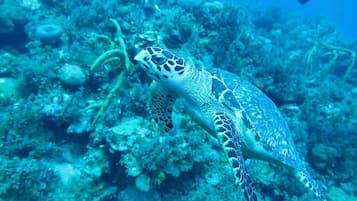 Uma tartaruga marinha nadando perto de um recife de coral.