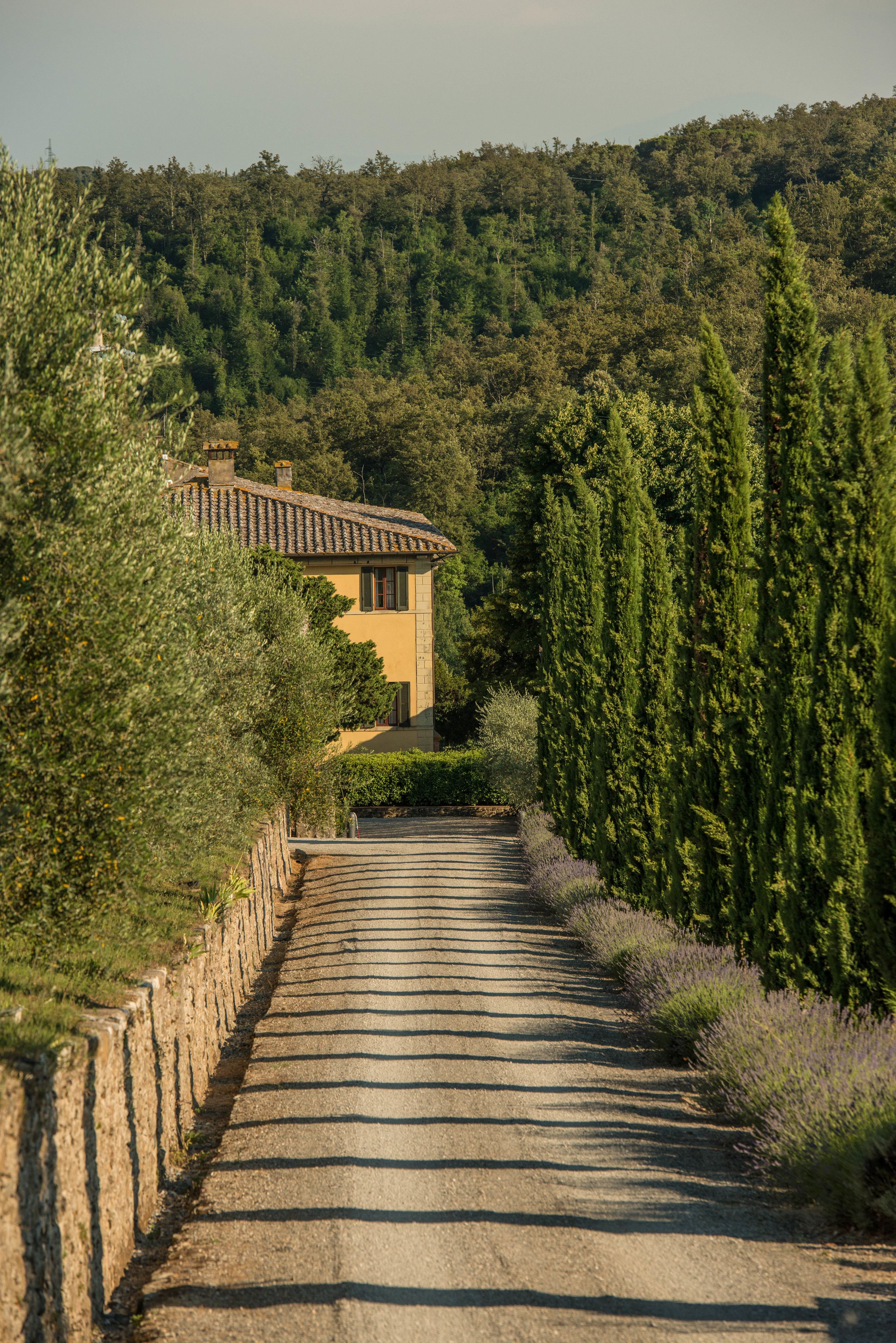 Uma estrada rural que leva a uma casa rodeada por árvores e vegetação.