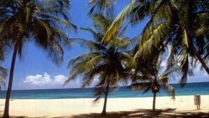 Uma praia com palmeiras e céu claro.