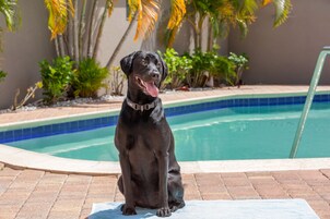 Piscina exterior, espreguiçadeiras 