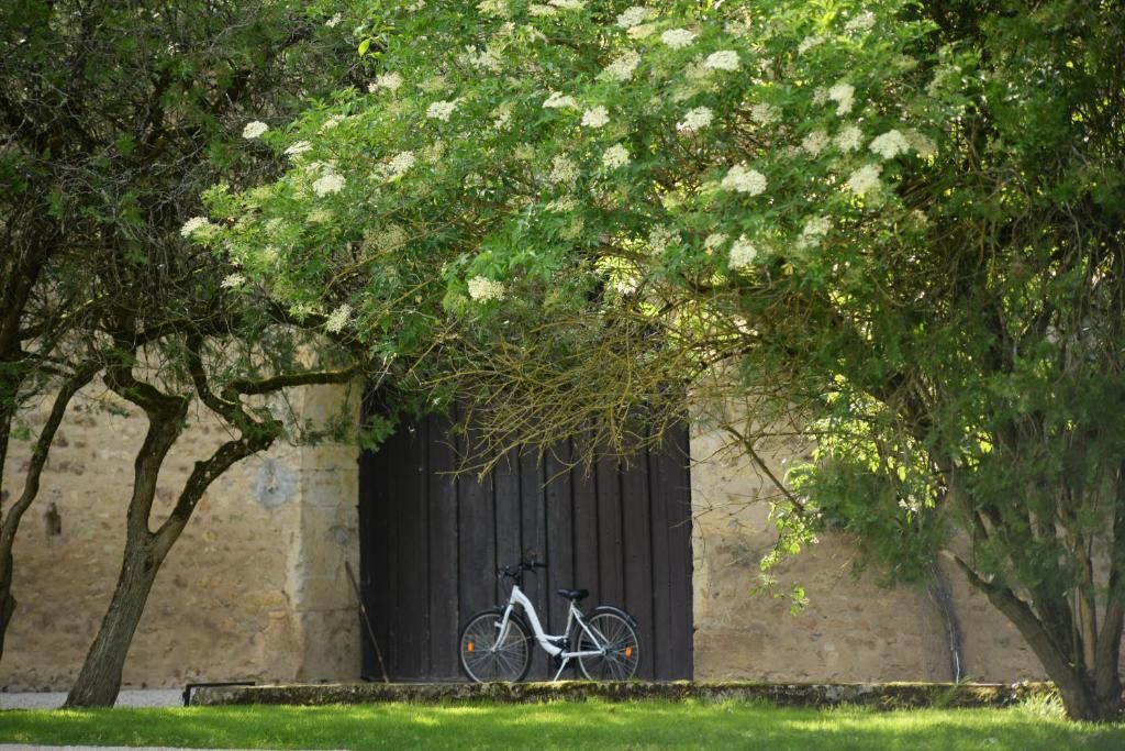 Uma bicicleta estacionada sob uma árvore em frente a um edifício com porta de madeira.