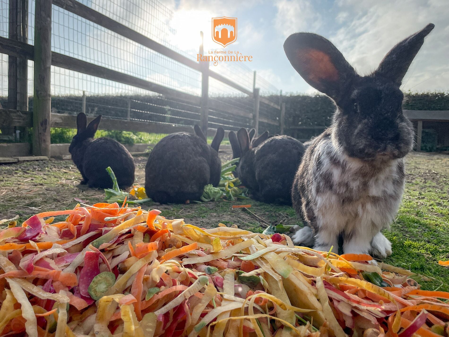 Um coelho sentado em frente a uma pilha de vegetais picados, com uma cerca e vegetação ao fundo.