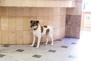Um cão em um canto de um quarto com paredes e chão de azulejos.