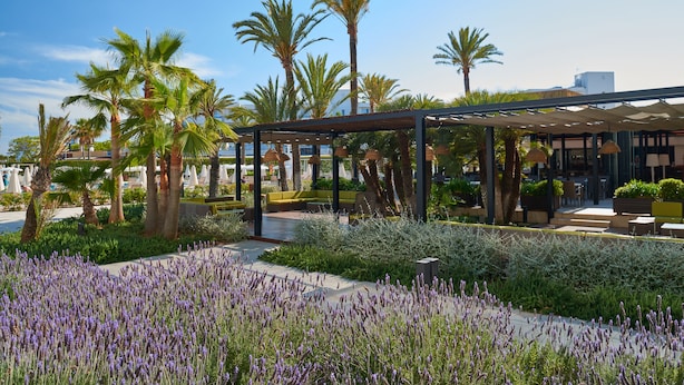 Uma área de jardim com palmeiras, uma pérgola e plantas de lavanda.