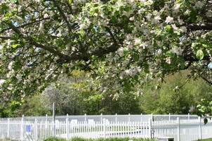 Cerca branca com uma placa, uma árvore com flores brancas e céu claro.