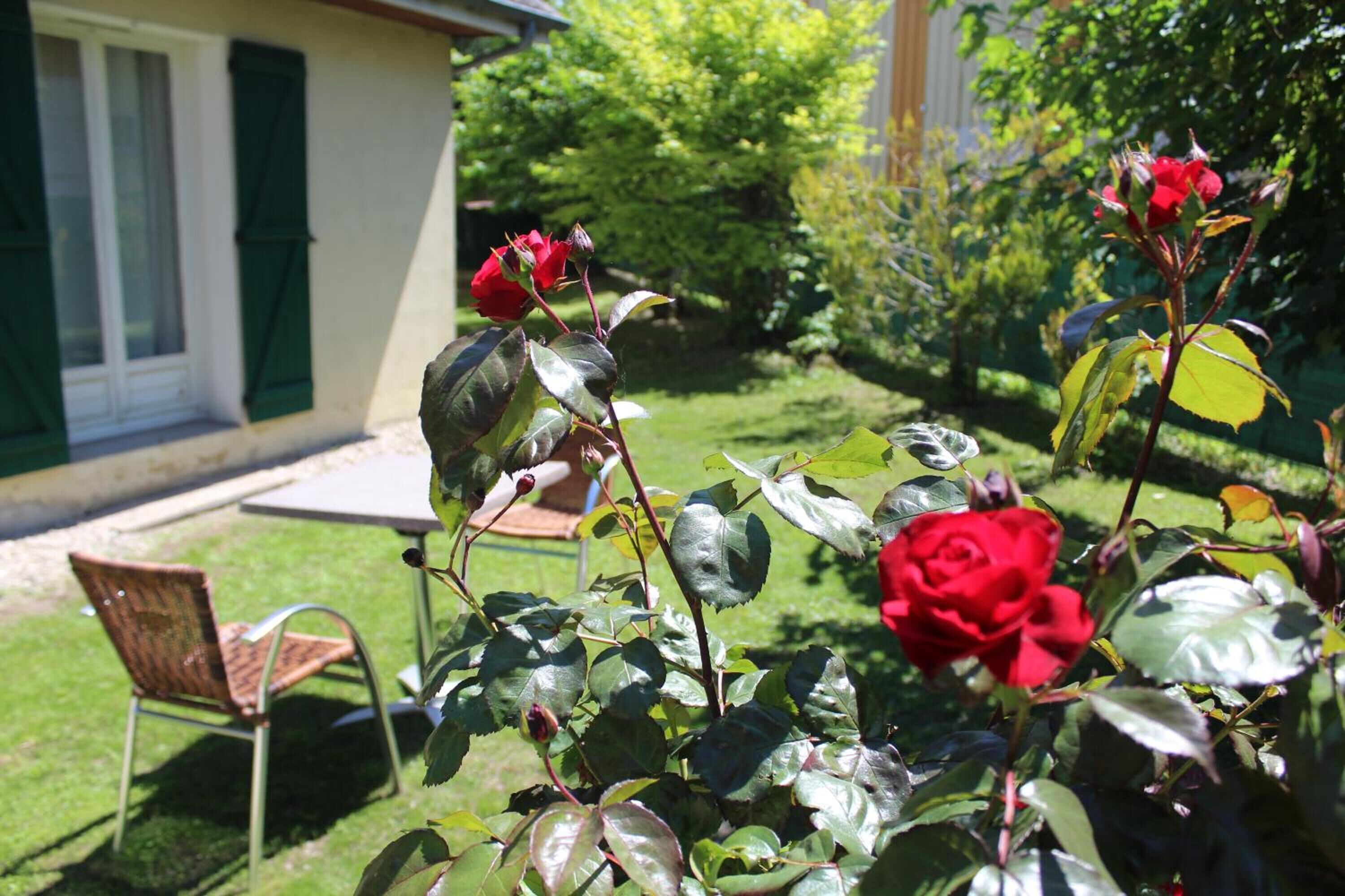 Um jardim com um arbusto de rosas vermelhas, uma cadeira e um edifício com persianas verdes ao fundo.