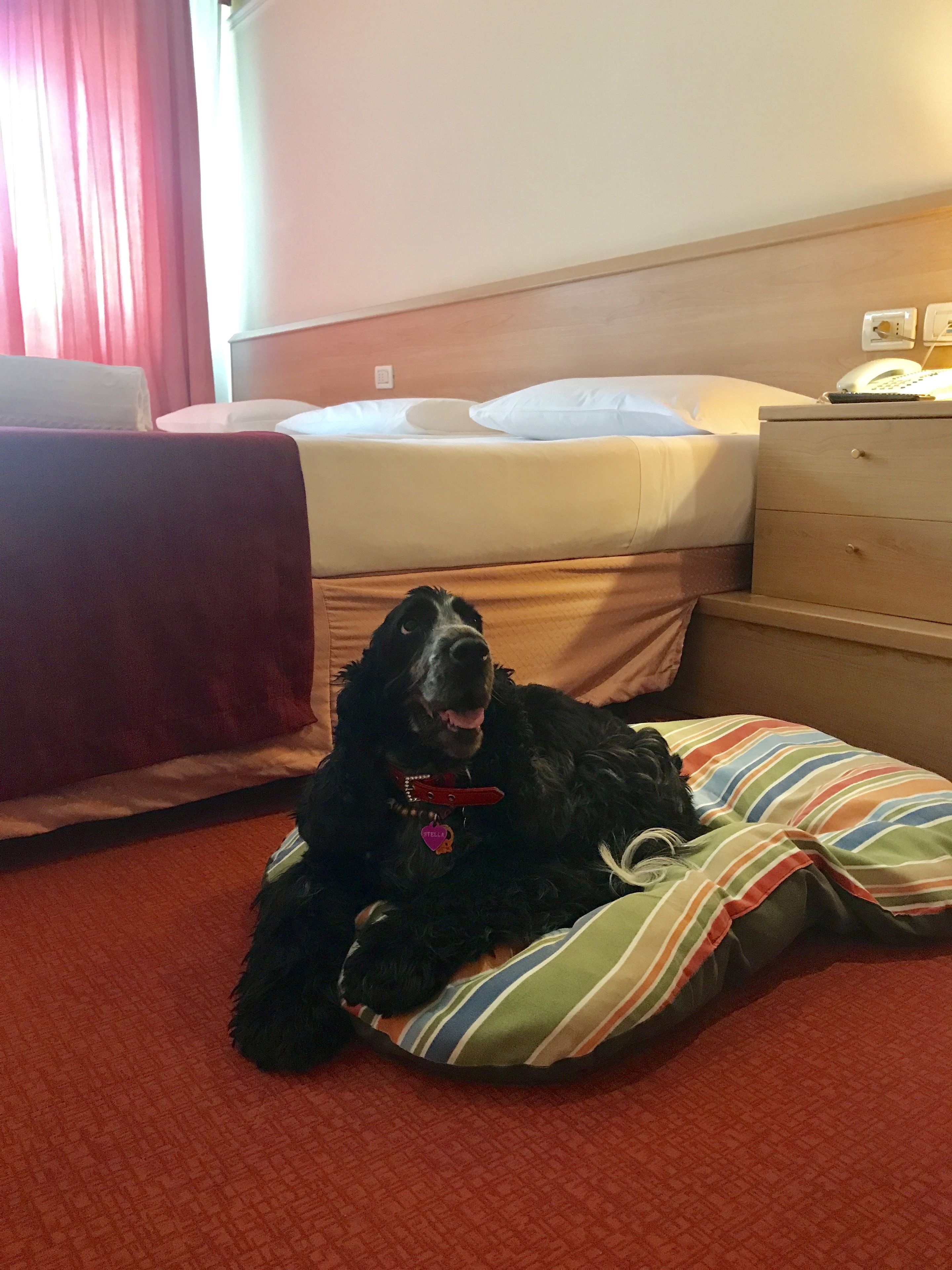Um cão deitado numa cama com um travesseiro listrado em um quarto de hotel.