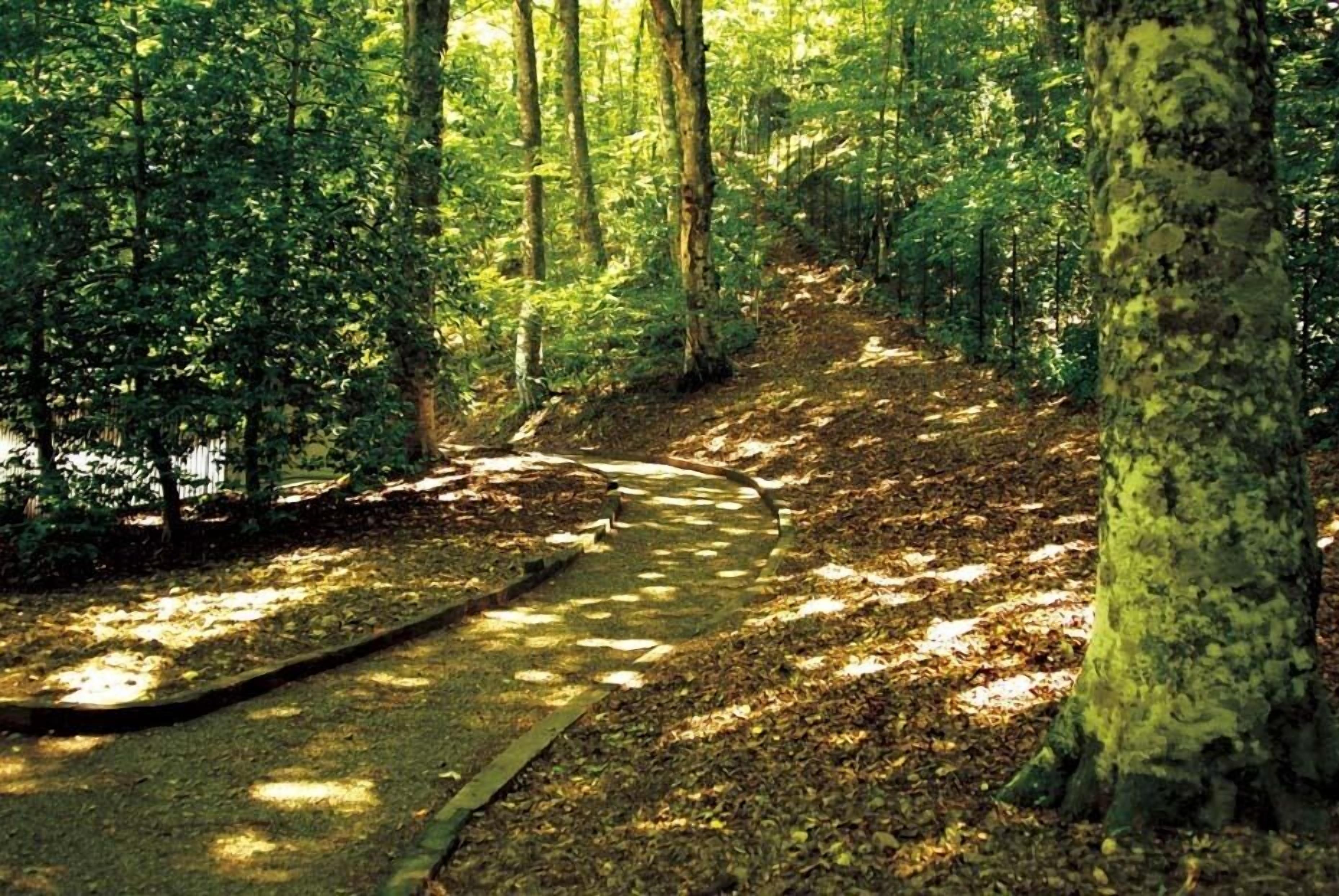 Uma trilha arborizada com árvores e caminho bem definido.