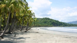 Uma praia com palmeiras e uma colina arborizada ao fundo.