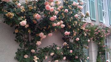 Paredes cobertas por rosas cor-de-rosa que sobem em um edifício.