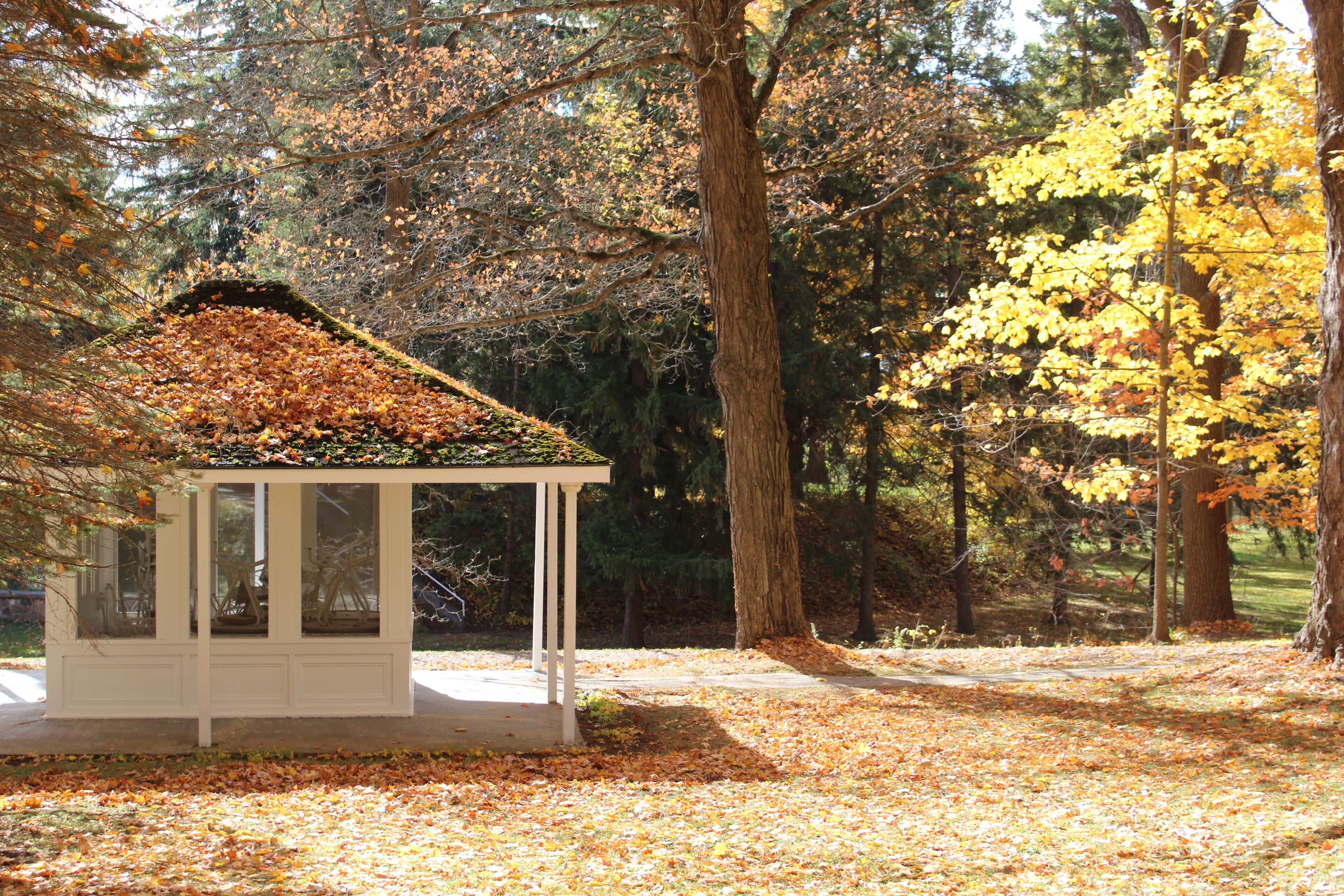 Um gazebo com exterior branco e telhado coberto de folhas caídas, cercado por árvores e um caminho.