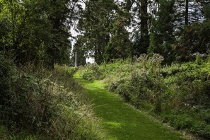 Um trilho estreito e gramado, cercado por vegetação densa e árvores altas.