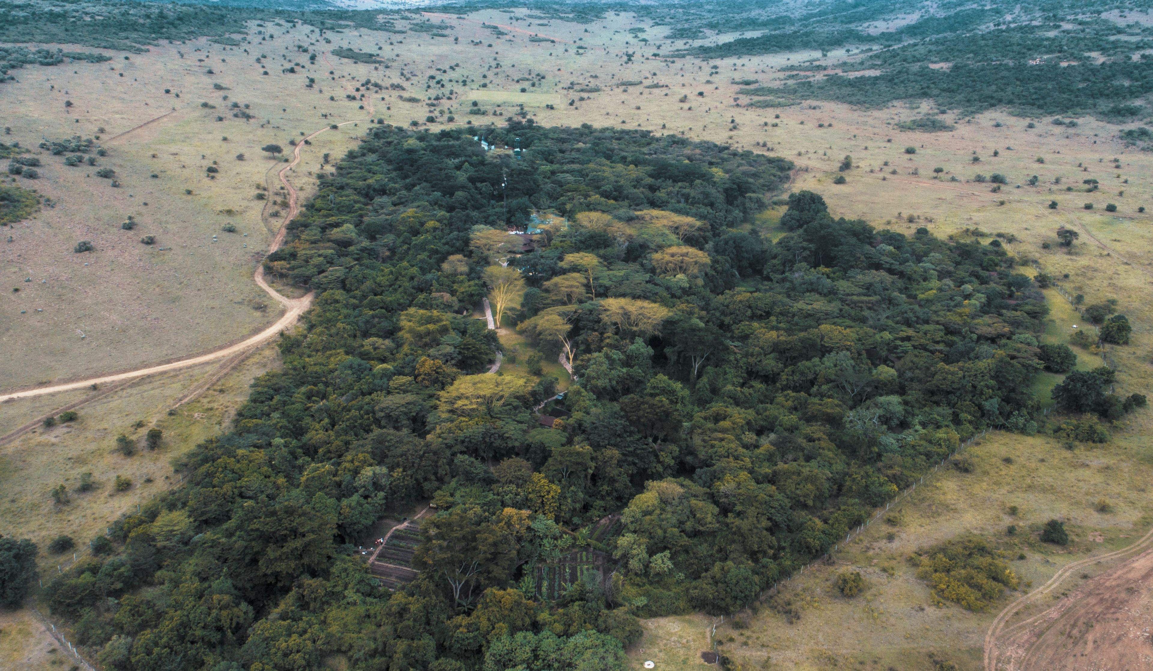 Vista aérea de uma área arborizada com um caminho de terra sinuoso, rodeado por campos abertos.