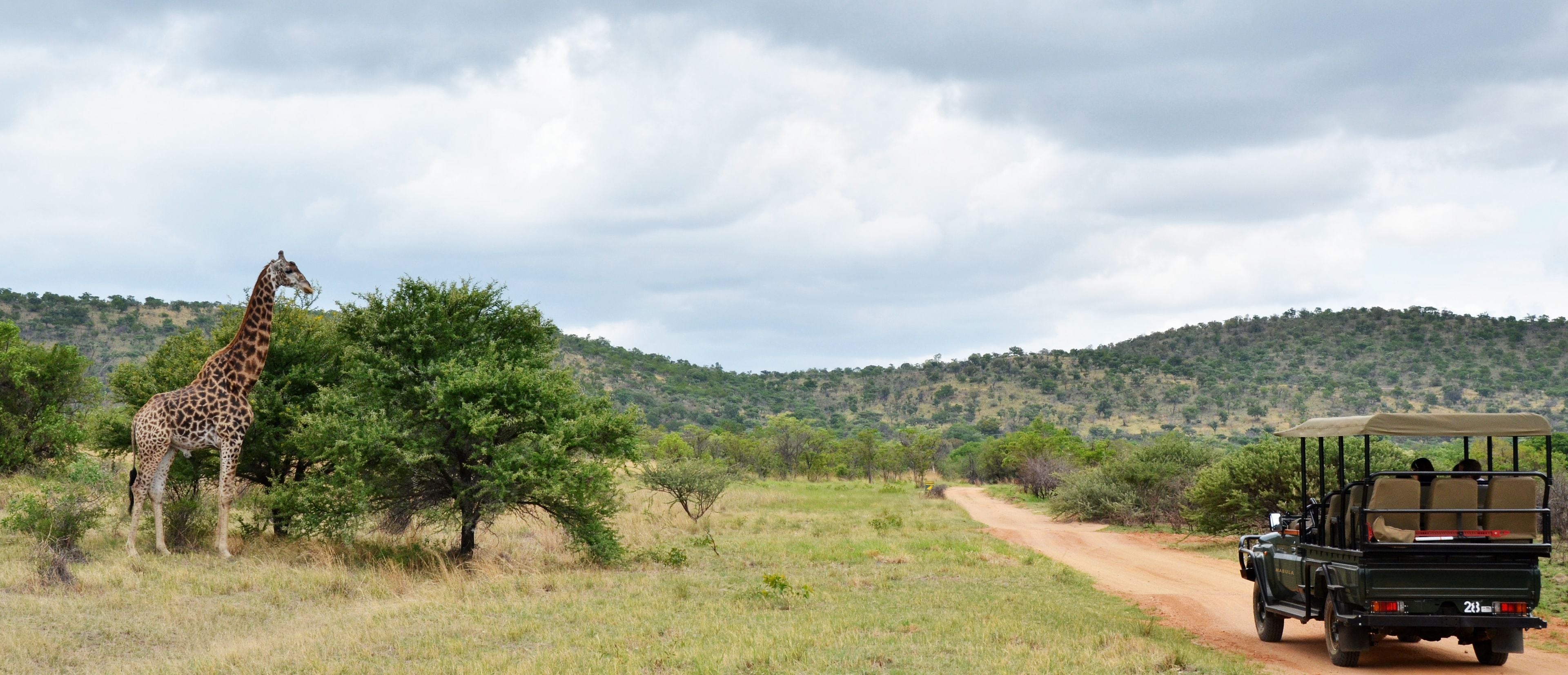 Veículo safari em estrada de terra, com uma girafa em primeiro plano e uma paisagem acidentada ao fundo.
